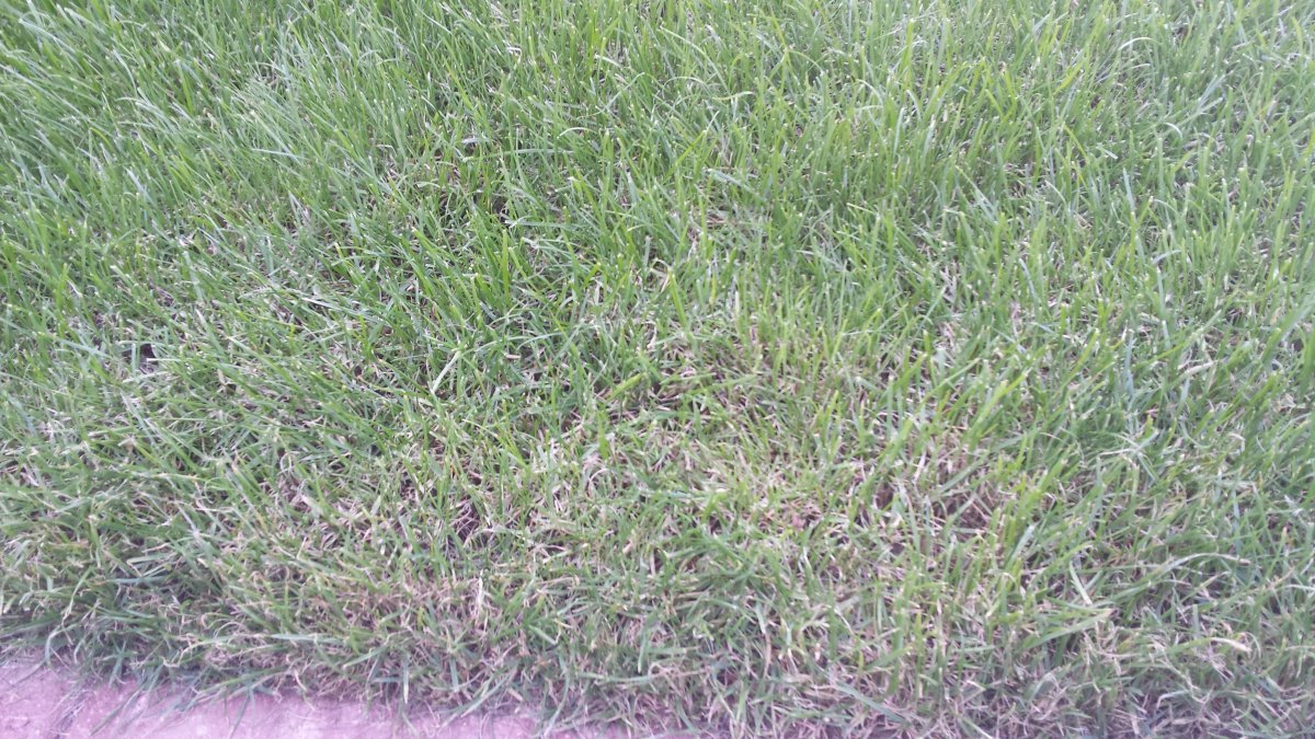 New Turf laid, does it look damaged? | DIYnot Forums