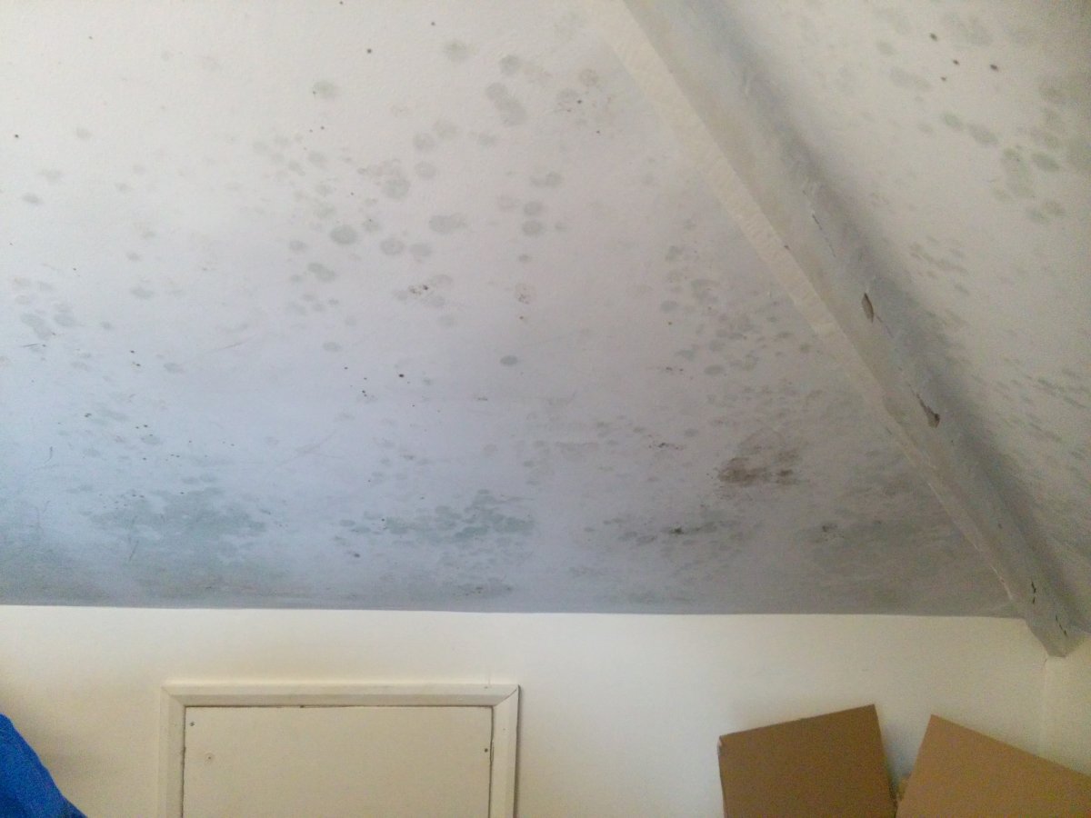 Widespread white mould in loft. More ventilation or insulation needed ...