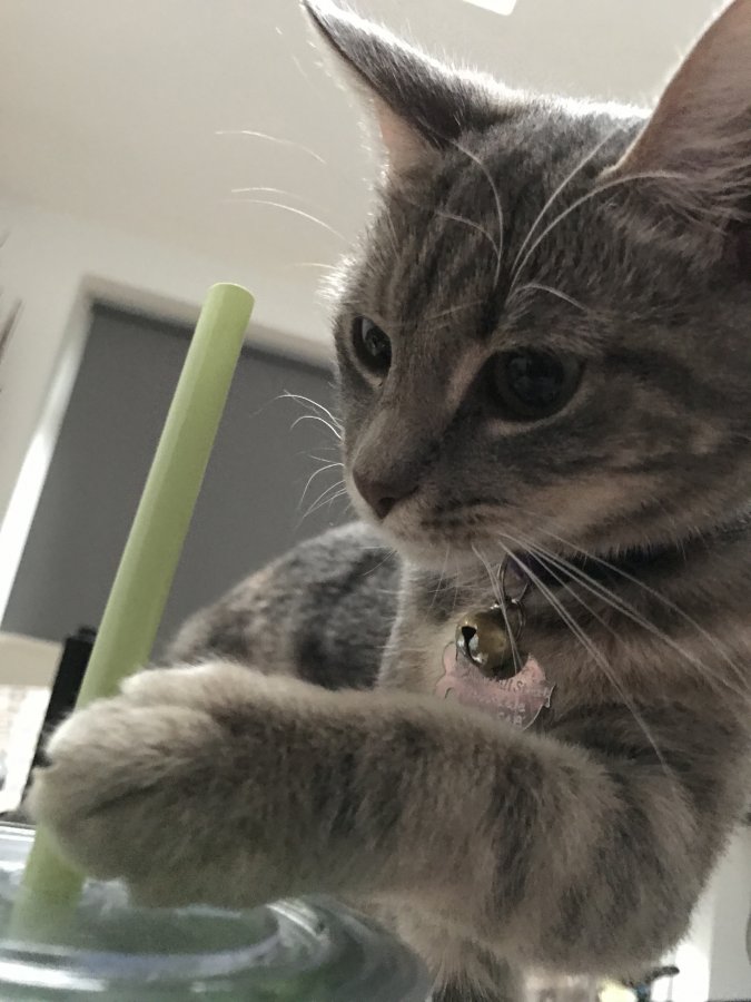 Cat got run over :( | DIYnot Forums