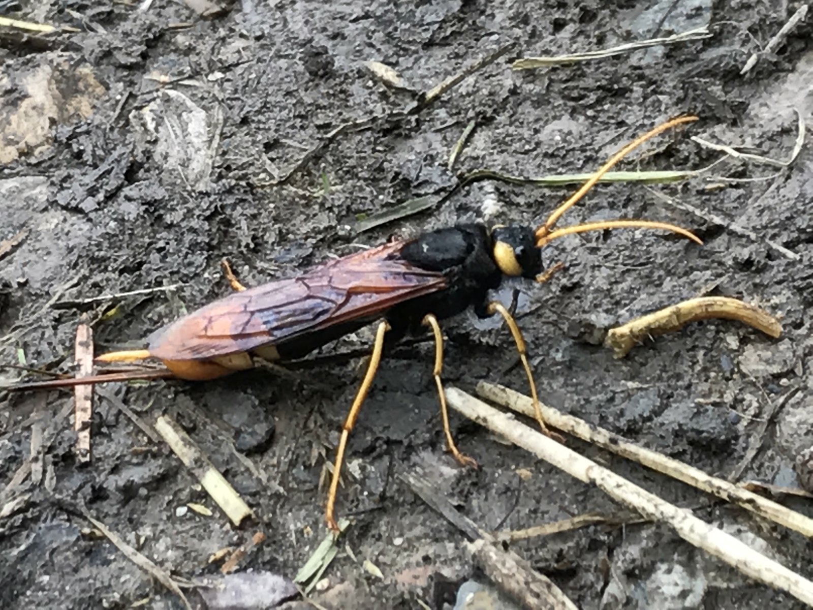 Big wasp thing in Wales | DIYnot Forums