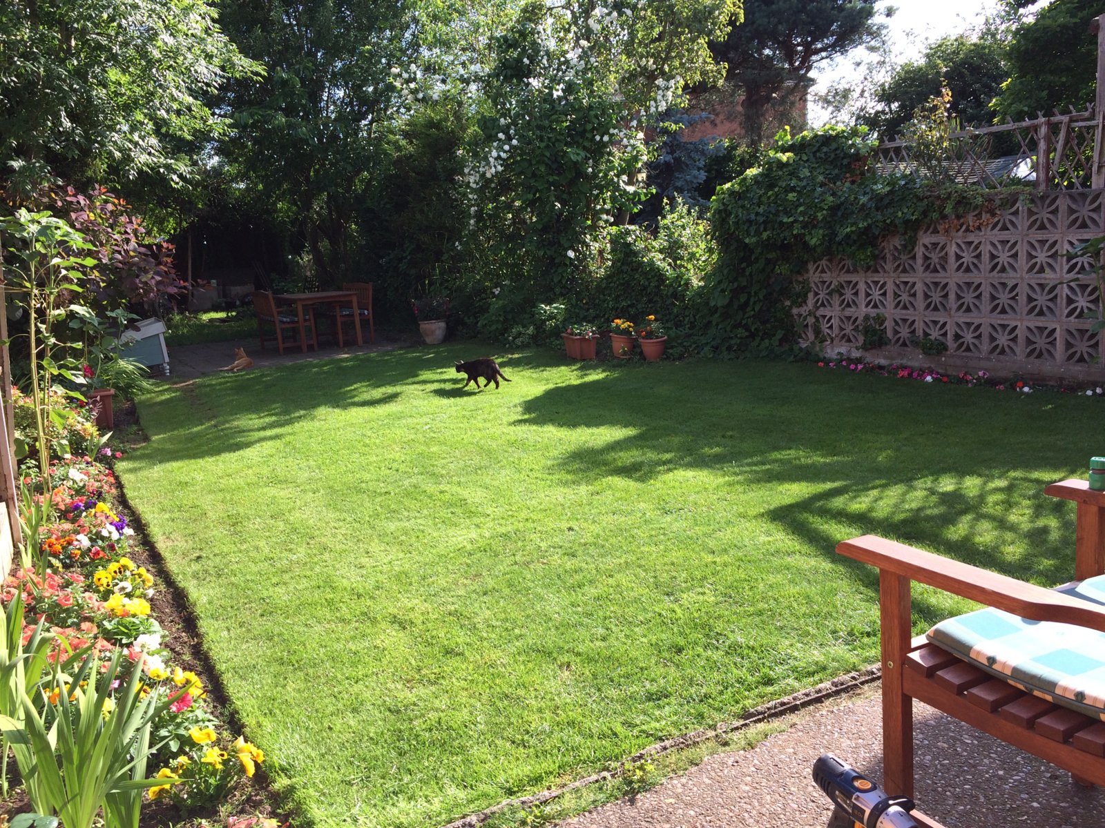Nightmare lawn | DIYnot Forums