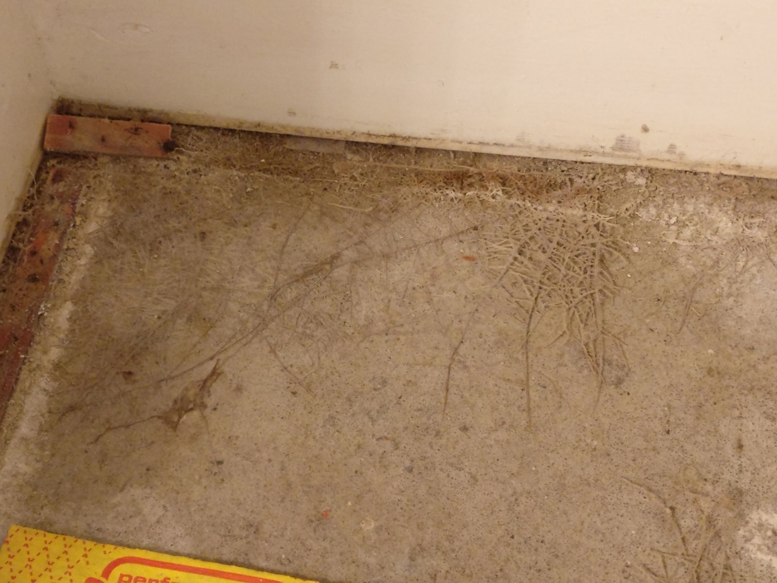 Tiny roots coming through a wall! | DIYnot Forums