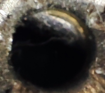 Close-up challenge | Page 4 | DIYnot Forums