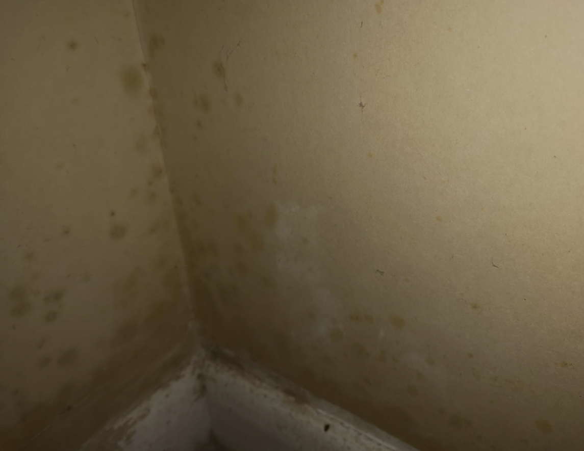 Damp patch at foot of external wall (ed.) | DIYnot Forums