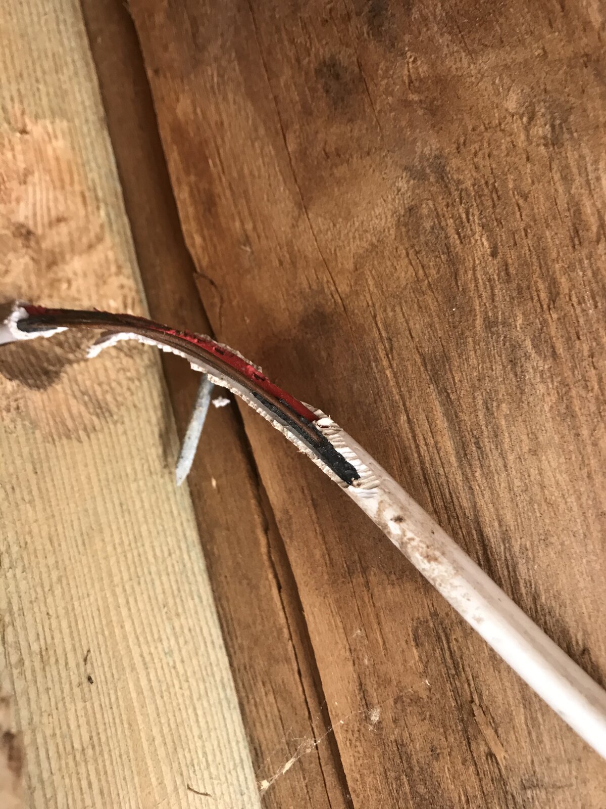 Rodent damage to cables? | DIYnot Forums