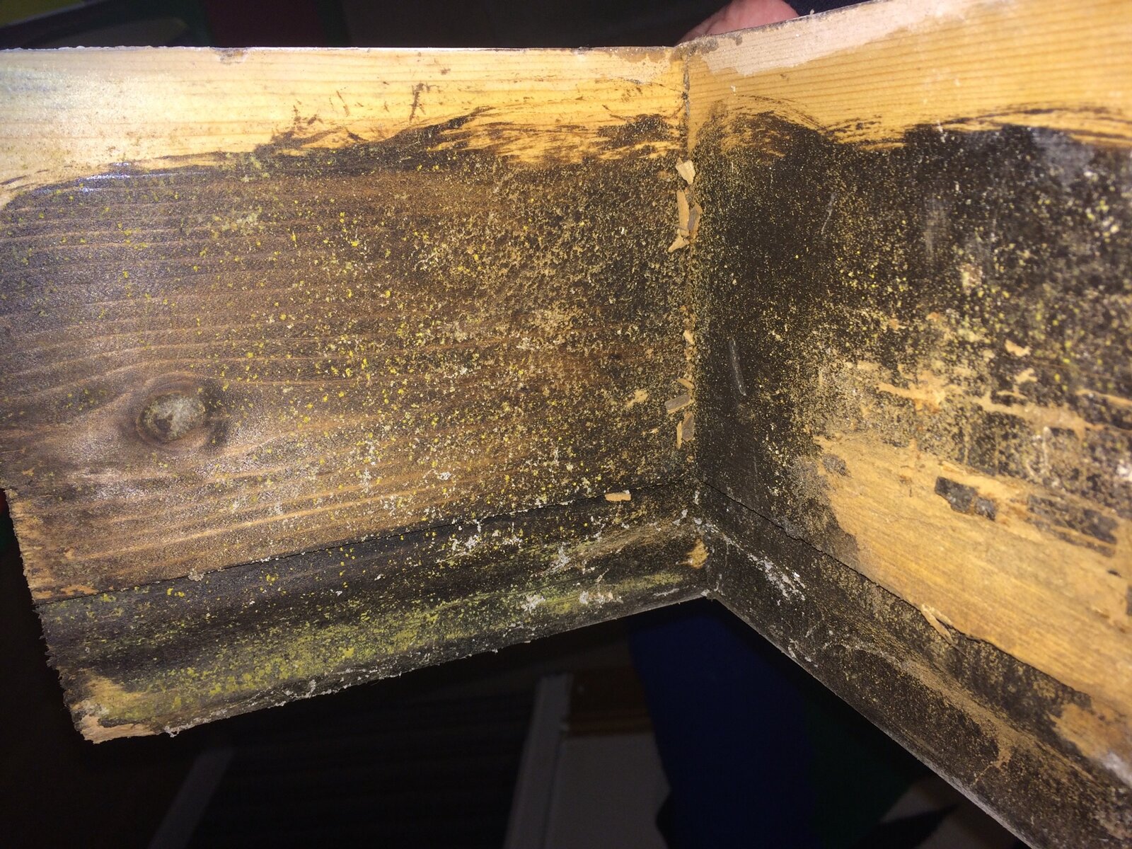 Rot or Mold on back of Skirtings | DIYnot Forums