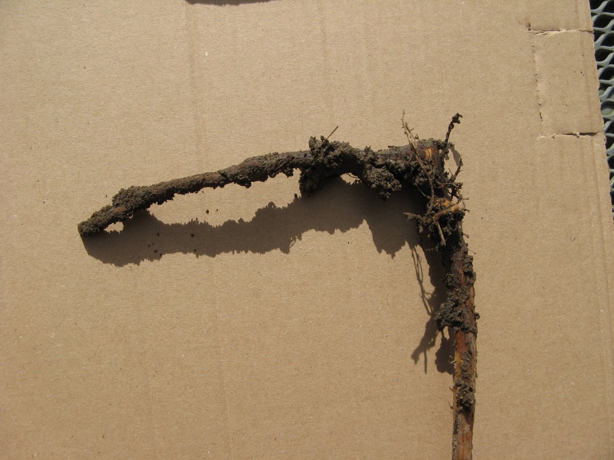 Do these bare root raspberry canes look acceptable? | DIYnot Forums