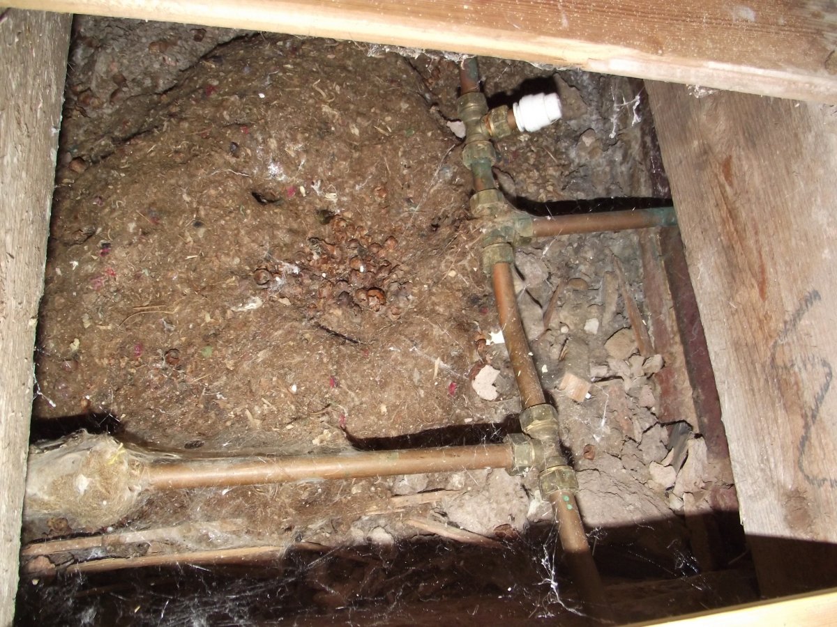 Some kind of nest | DIYnot Forums