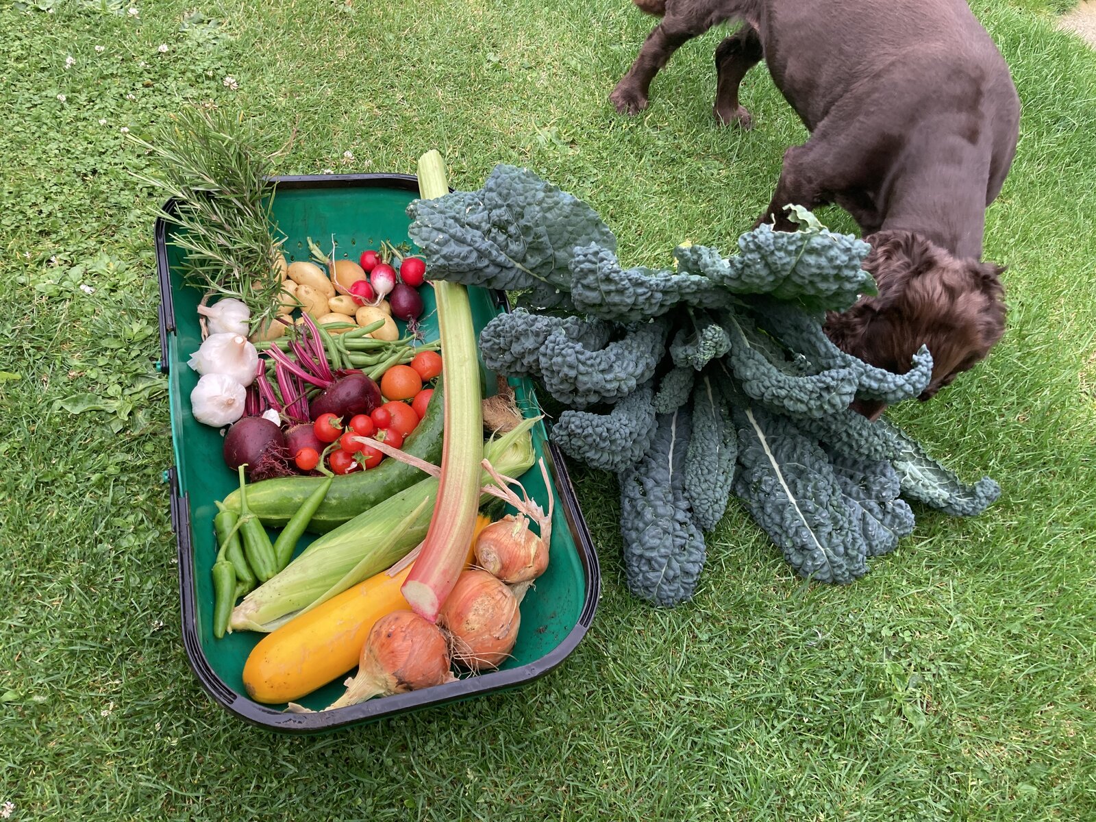 Get in Fruit and Veg prices to go up - another Brexit win | Page 4 | DIYnot Forums