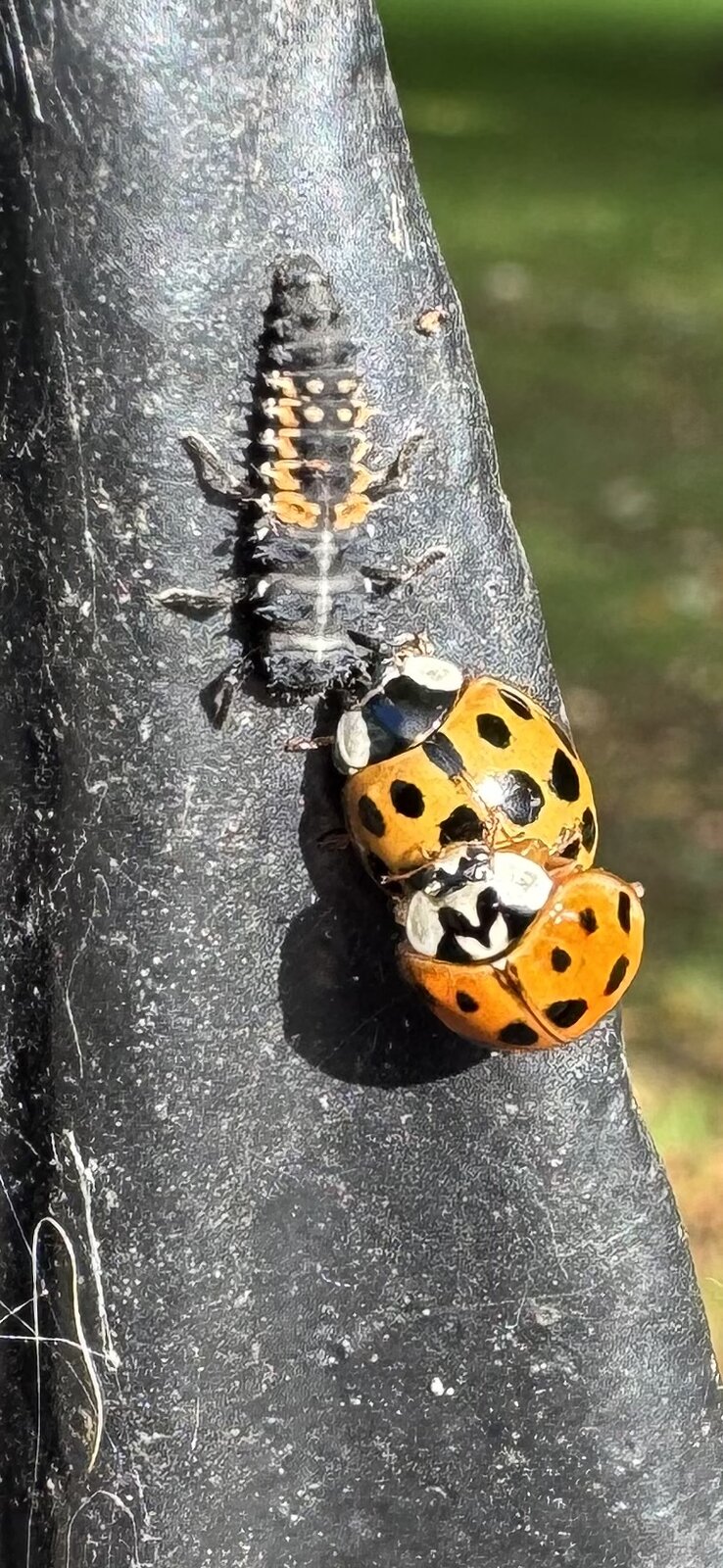 Wild life thread | DIYnot Forums