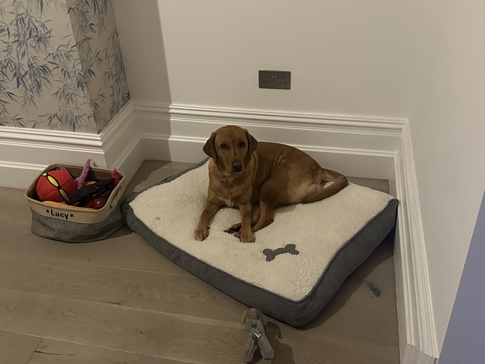 Dog's and beds | Page 4 | DIYnot Forums