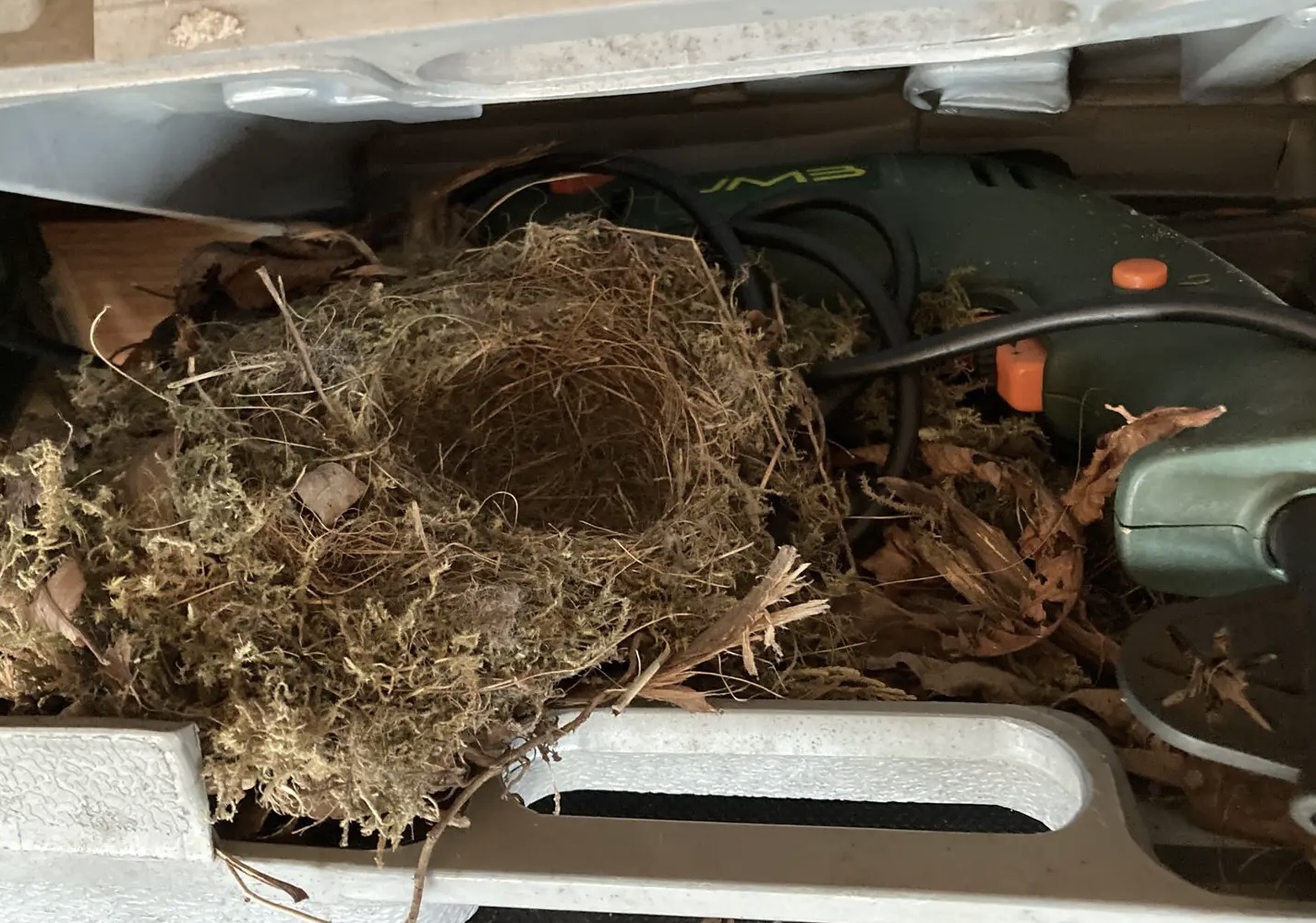 Strange Birds nest identification | DIYnot Forums
