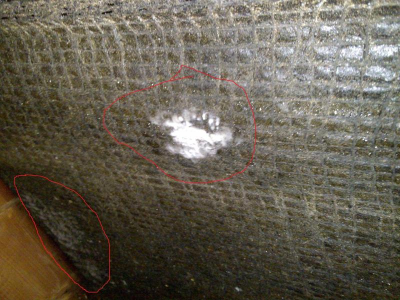 White mold in loft | DIYnot Forums