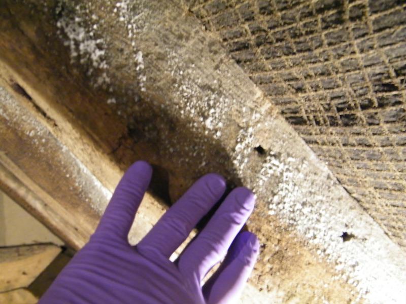 white mould on loft rafters | DIYnot Forums