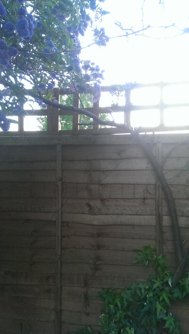 Identification of tree / bush and pruning / increasing growt | DIYnot Forums