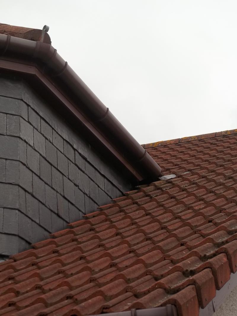 Starling Nest | DIYnot Forums