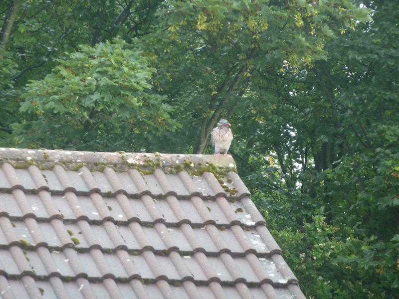 Bird identification | DIYnot Forums