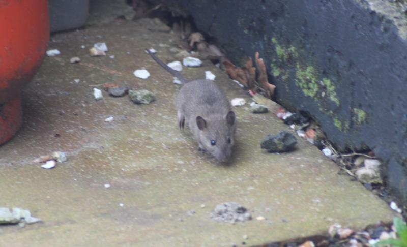 Mouse or Rat | DIYnot Forums